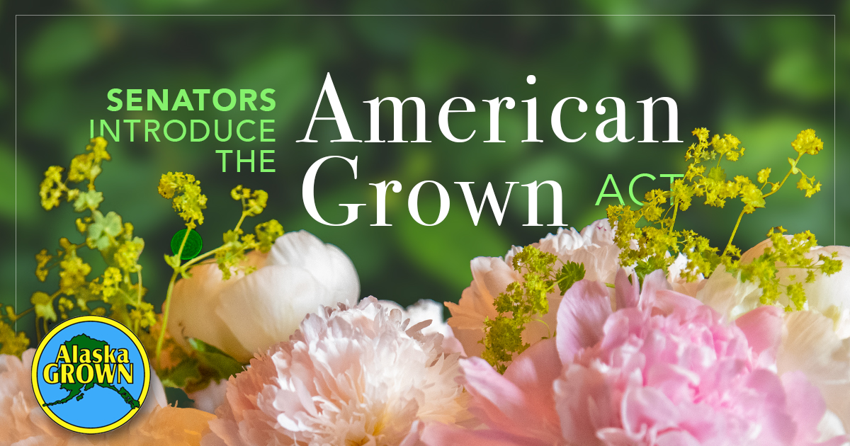 Sullivan, Feinstein, Murkowski & King Introduce American Grown Act